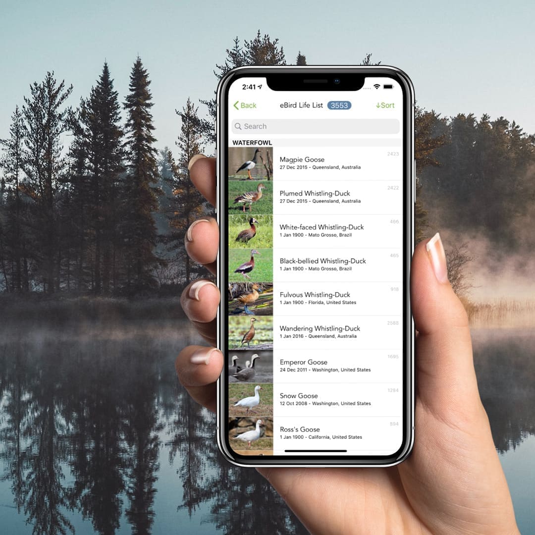Instant Bird ID Help – Great Backyard Bird Count