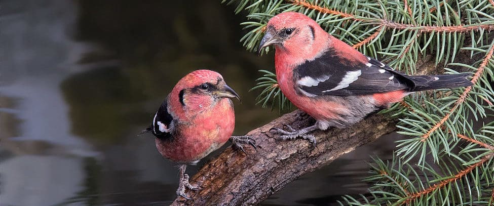 Share Photos – Great Backyard Bird Count