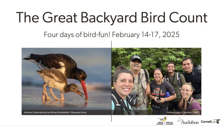 Spread the Word – Great Backyard Bird Count