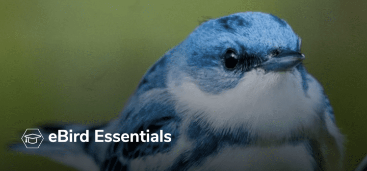 Bird Courses : Great Backyard Bird Count