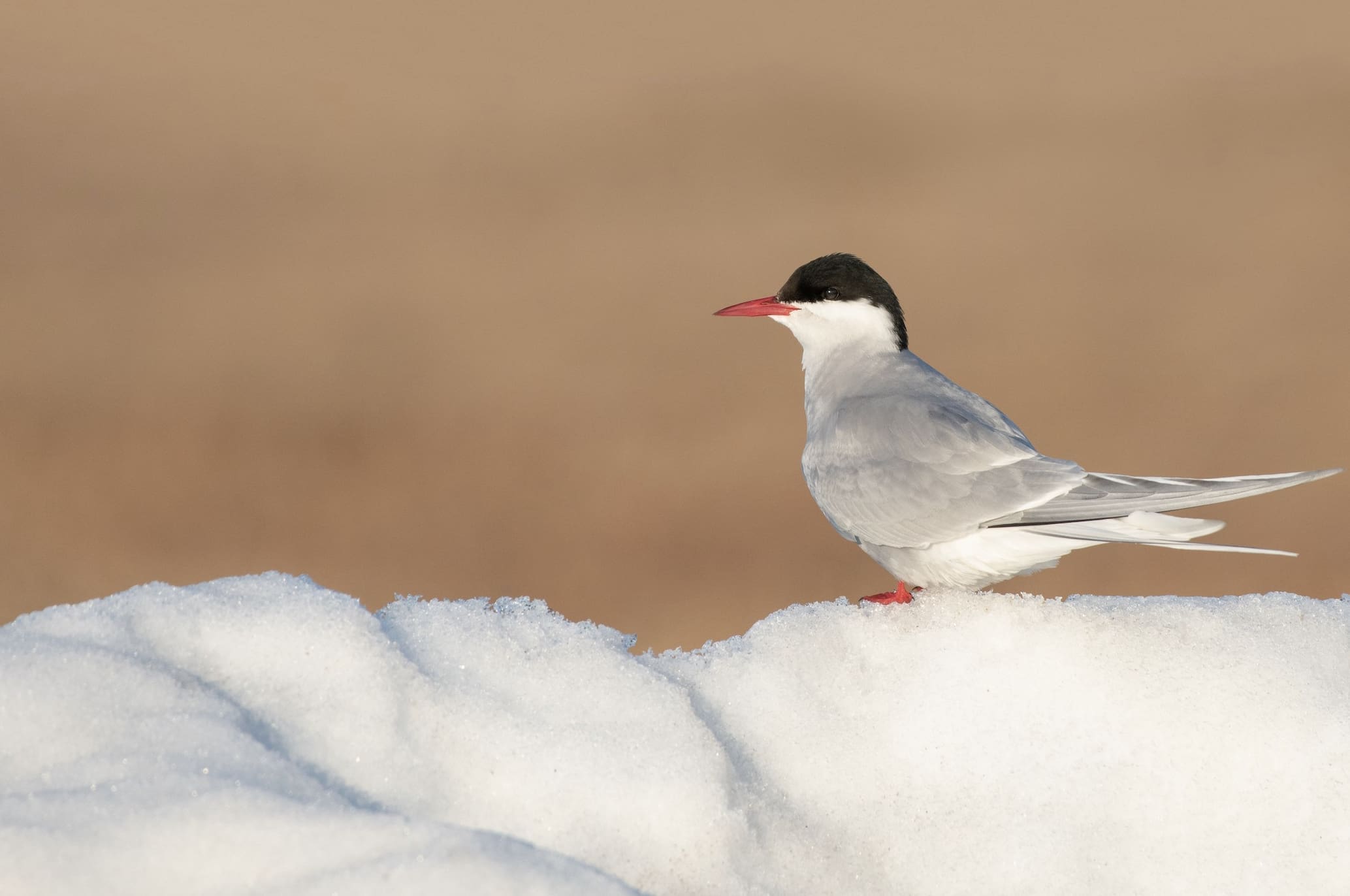 Great Backyard Bird Count