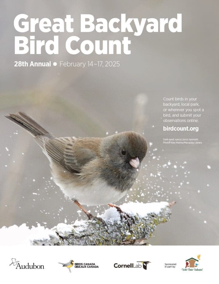 Posters – Great Backyard Bird Count