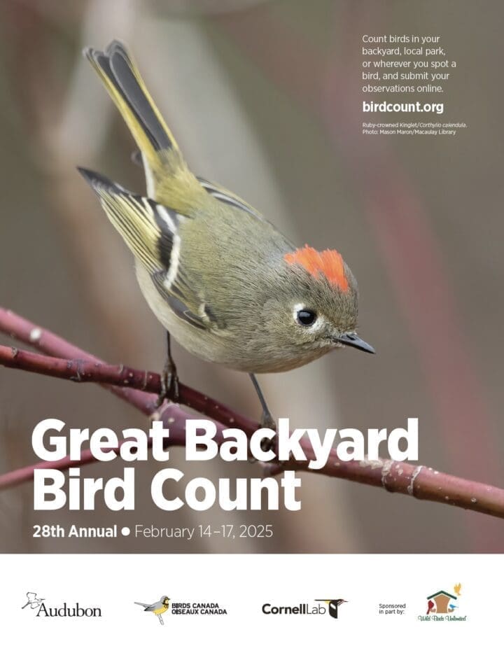 Posters – Great Backyard Bird Count