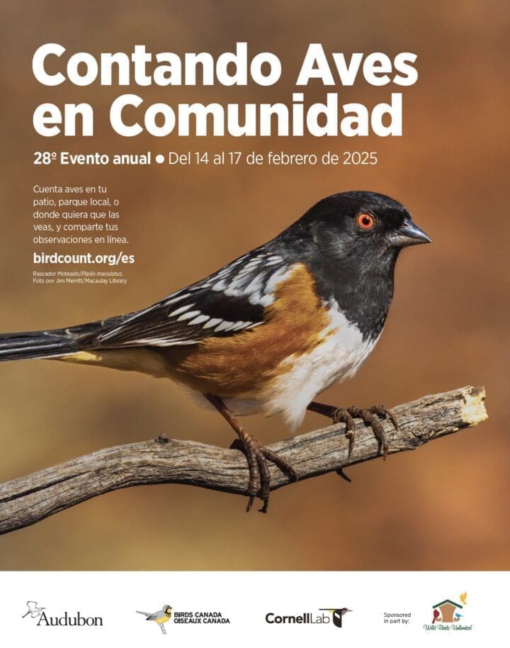 Posters – Contando Aves en Comunidad