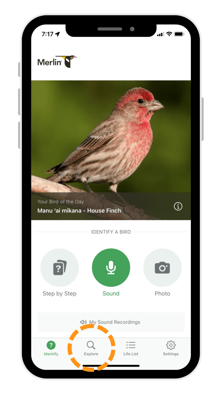 Using Merlin Bird ID to Participate – Great Backyard Bird Count