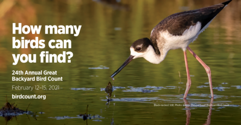 Posters : Great Backyard Bird Count