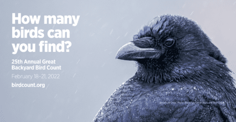 Posters – Great Backyard Bird Count