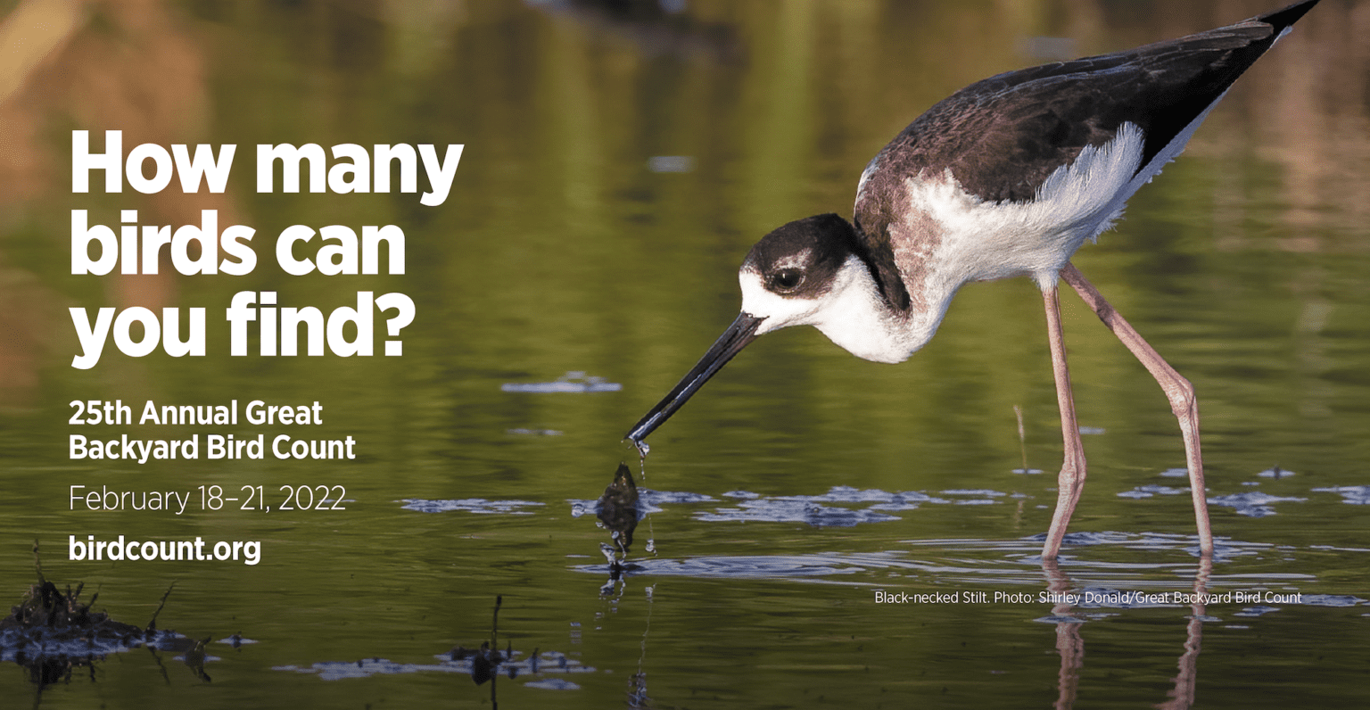 Posters – Great Backyard Bird Count