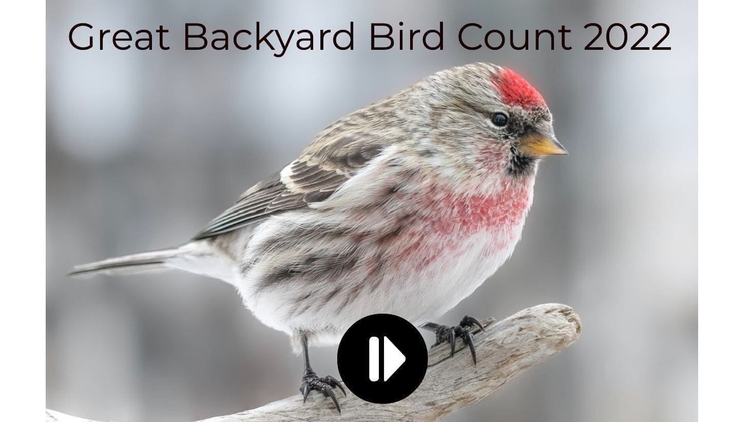 Great Backyard Bird Count – Join us February 18–21, 2022. Each year ...
