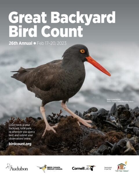 Posters – Great Backyard Bird Count