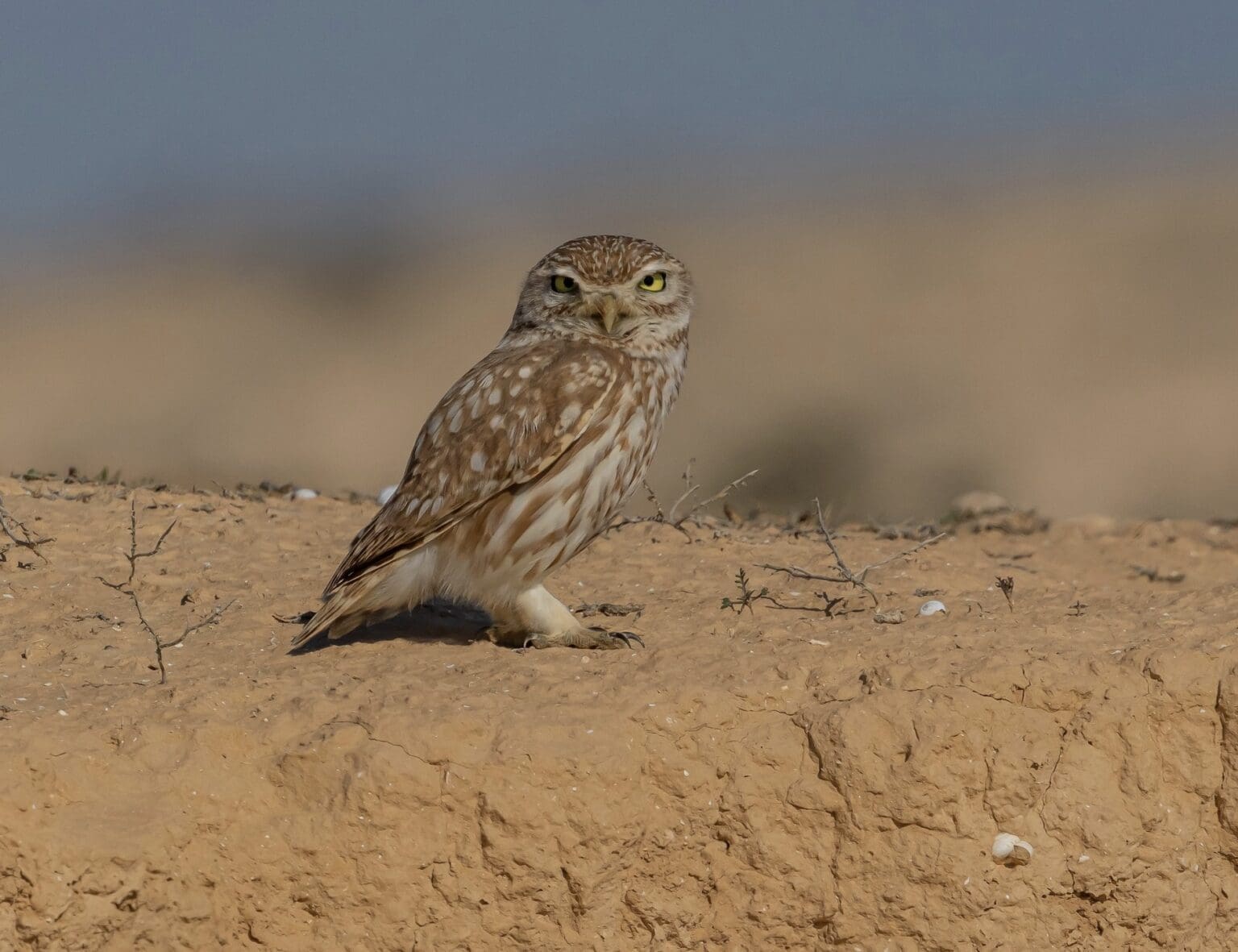 2023 Halftime Report – Great Backyard Bird Count