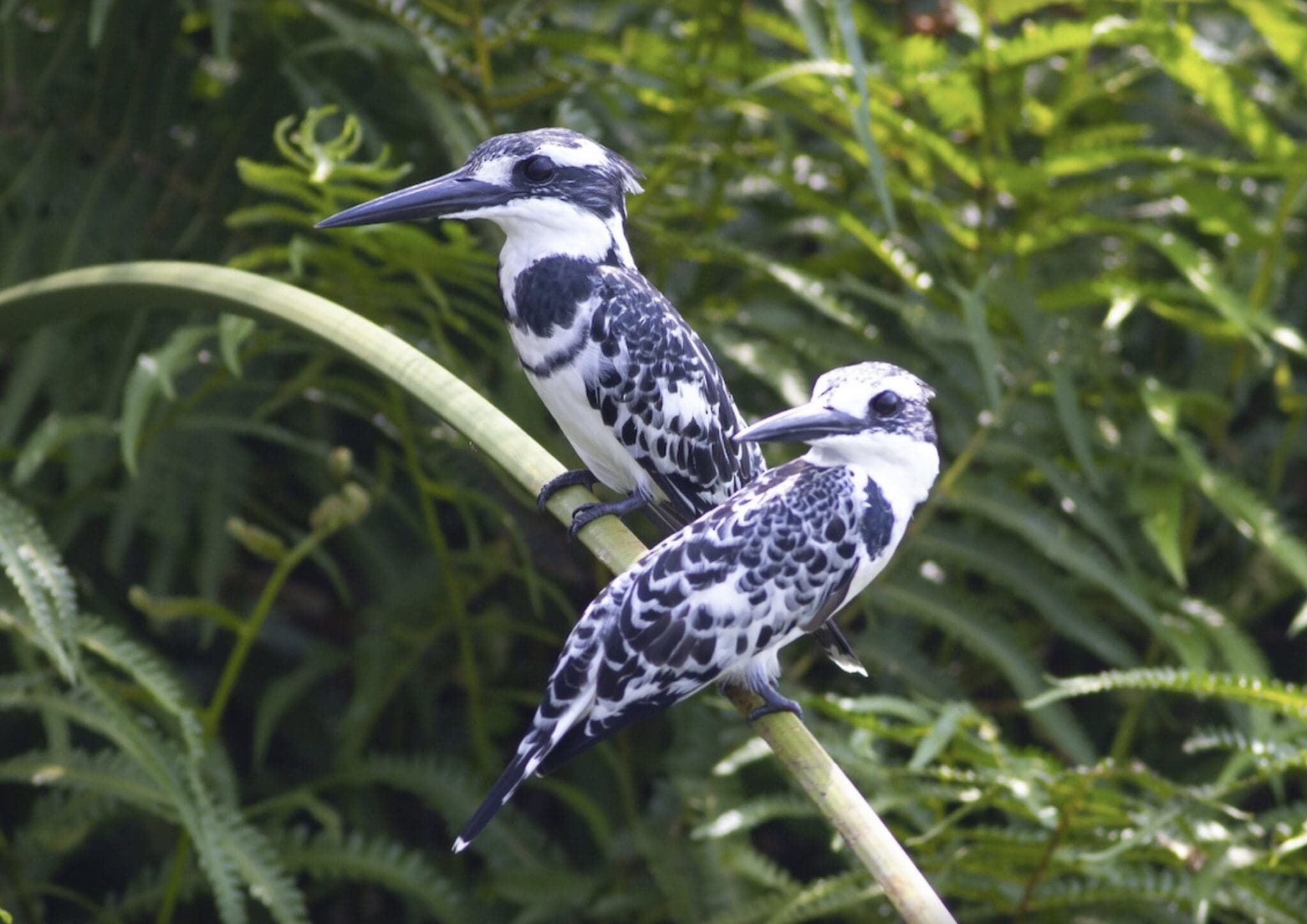 2023 Halftime Report – Great Backyard Bird Count