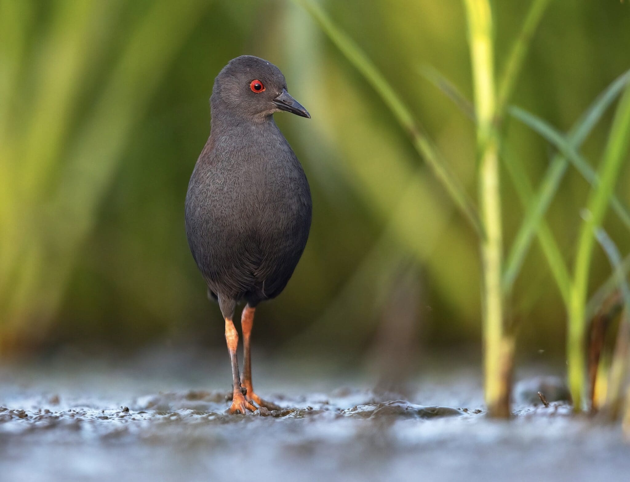 2023 Halftime Report – Great Backyard Bird Count