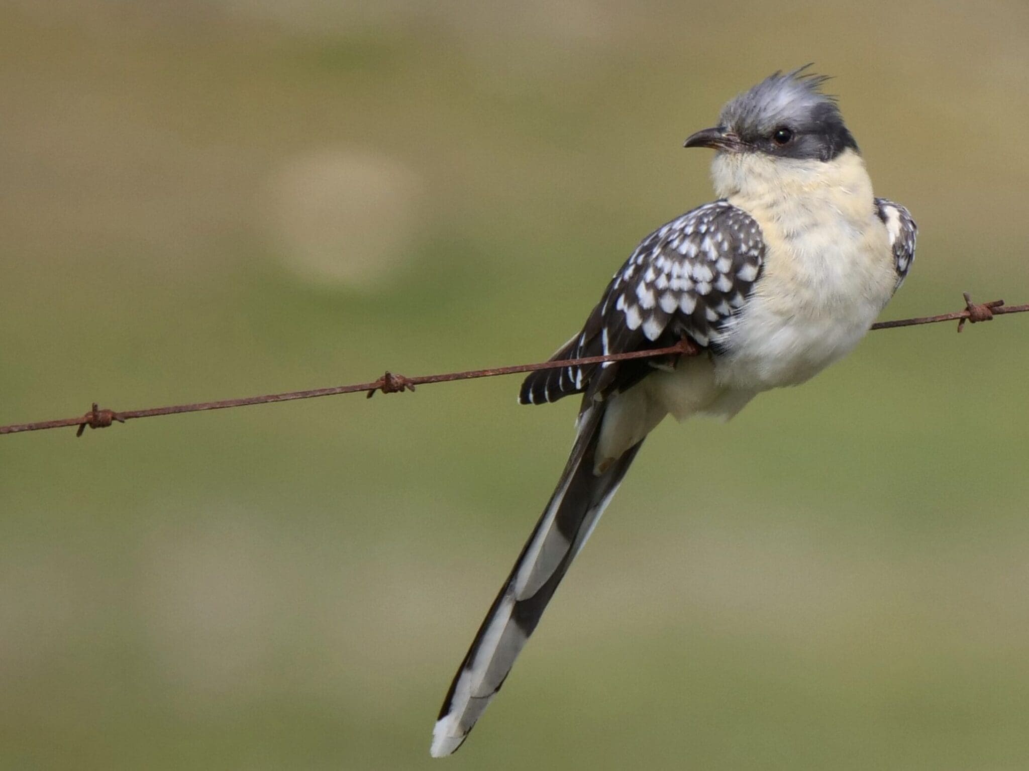 2023 Final Results – Great Backyard Bird Count