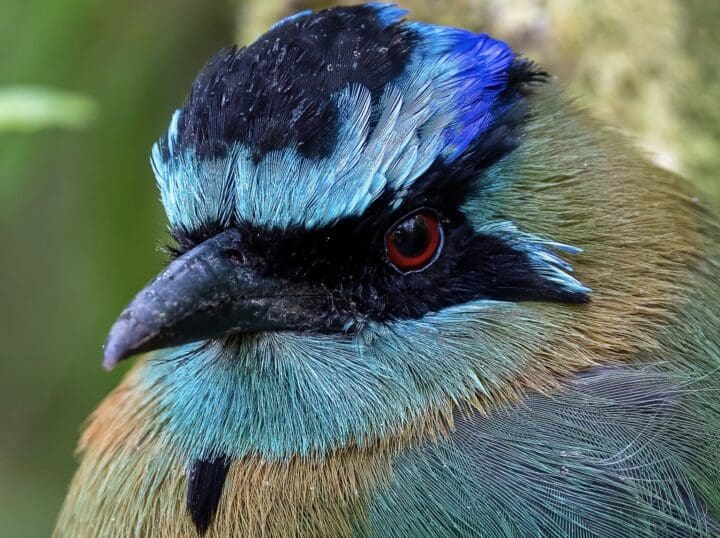 2023 Final Results – Great Backyard Bird Count