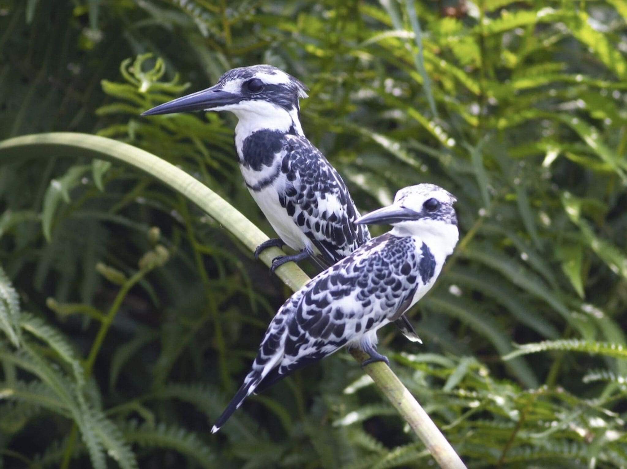 2023 Final Results – Great Backyard Bird Count