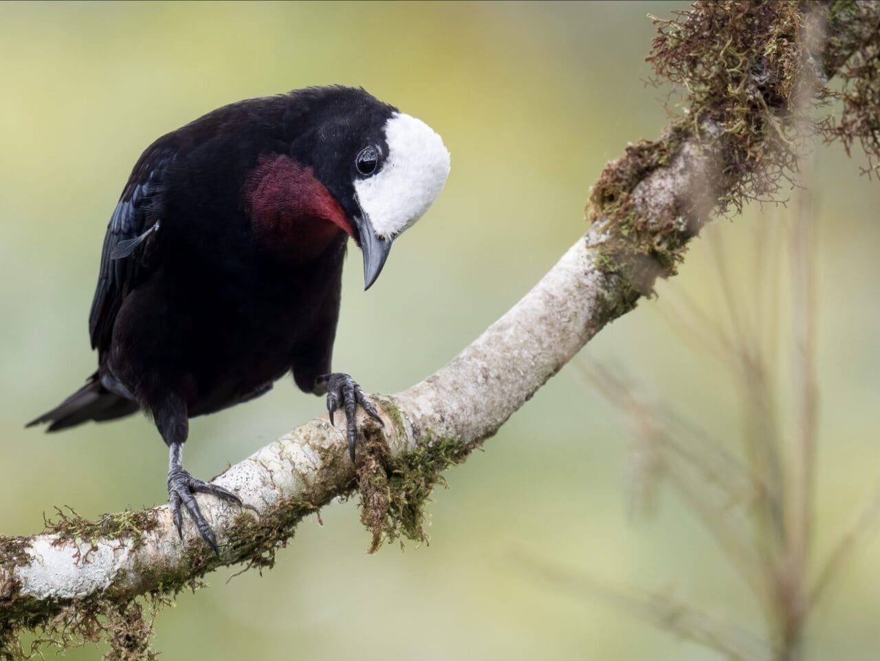 2023 Final Results – Great Backyard Bird Count