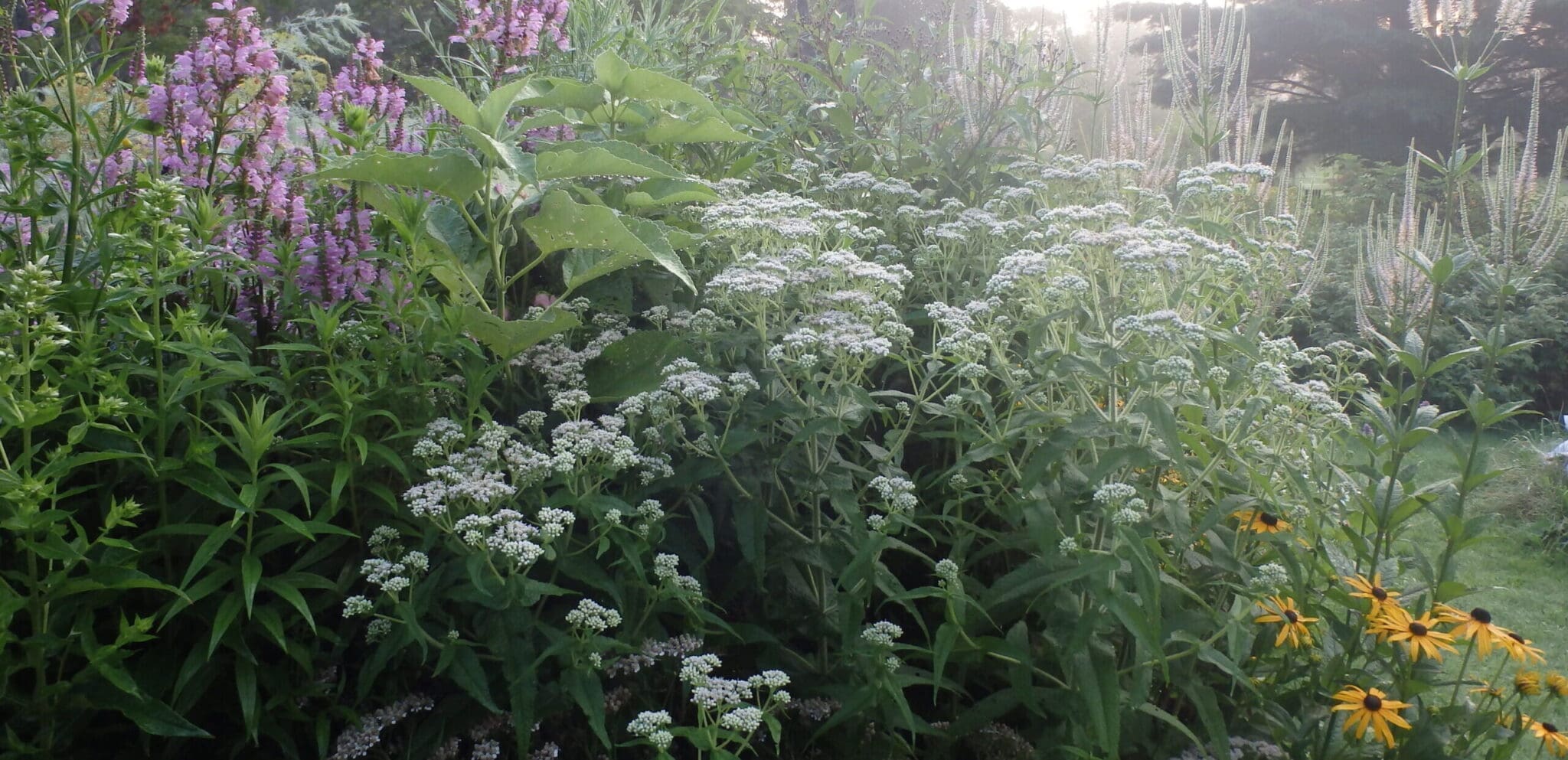 Planning a Bird-friendly Garden Using a Planting Palette – Great ...