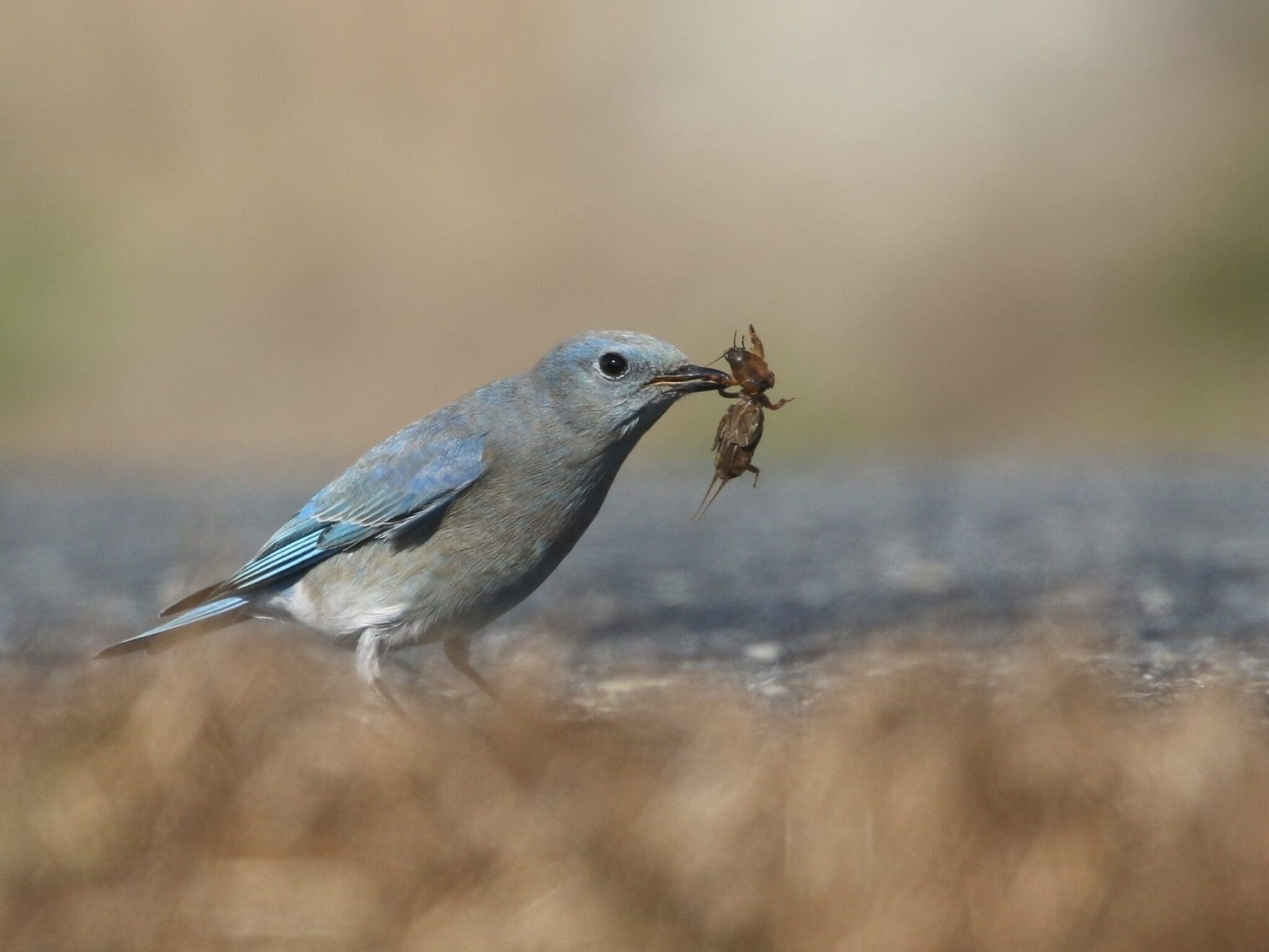 Garden for Birds – Great Backyard Bird Count