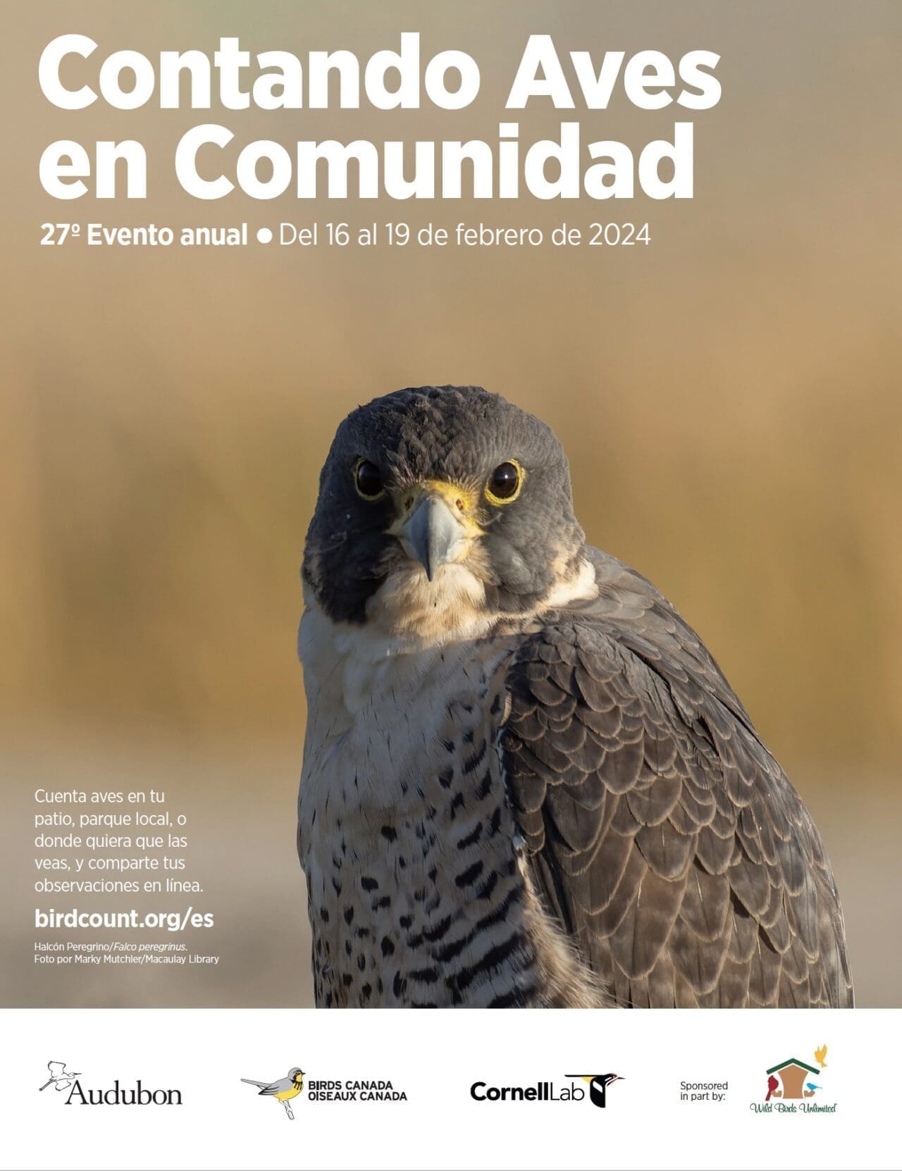 Posters – Contando Aves en Comunidad