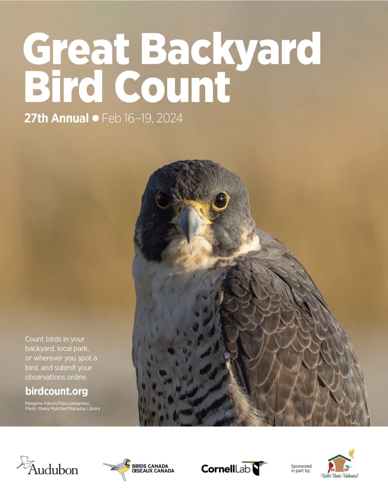 Posters – Great Backyard Bird Count