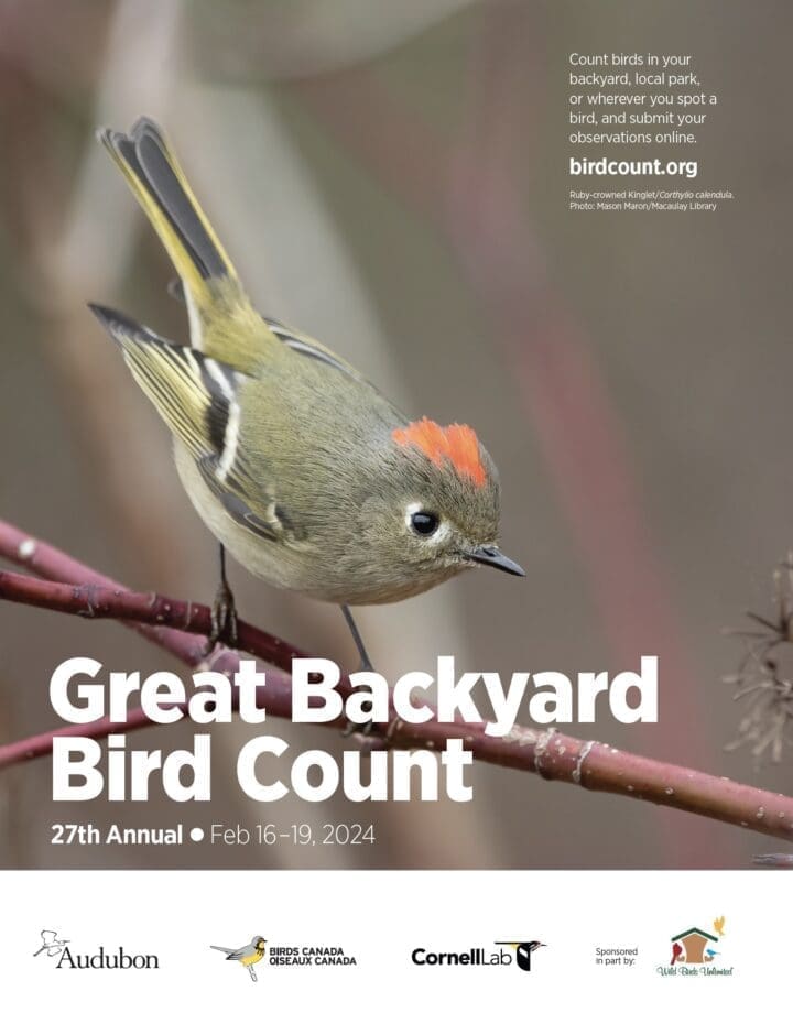 Posters – Great Backyard Bird Count