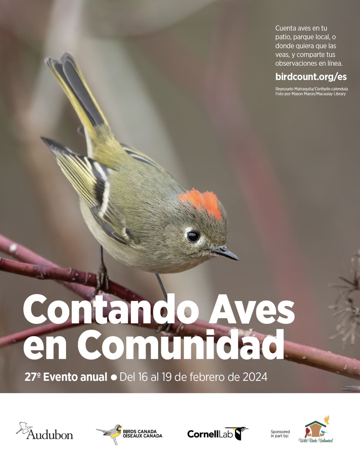 Posters – Contando Aves en Comunidad