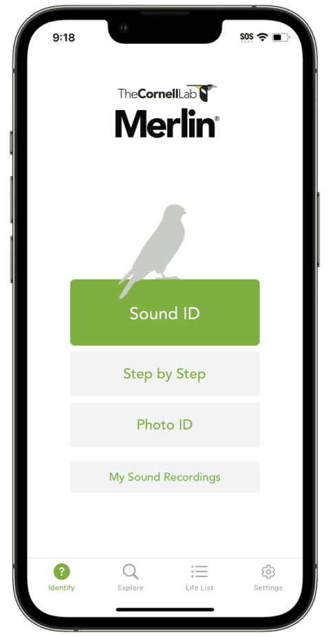 Using Merlin Bird ID to Participate – Great Backyard Bird Count