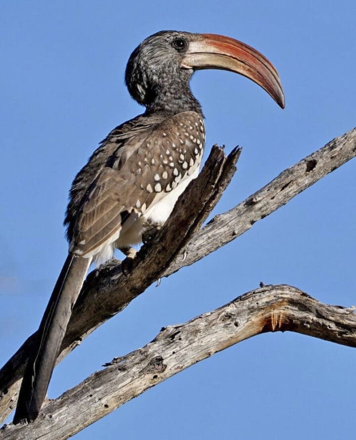 Celebrating Birds, Together – Great Backyard Bird Count