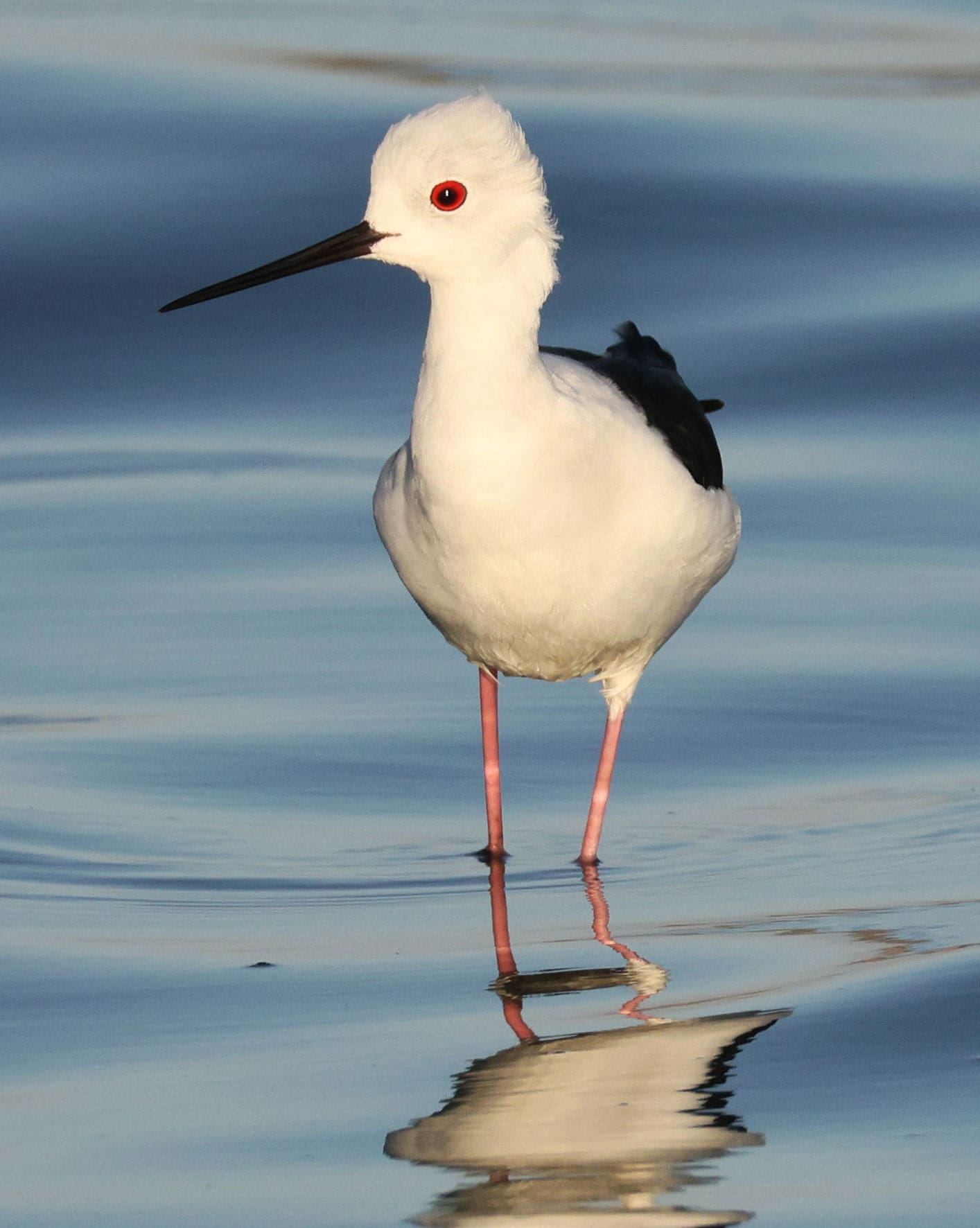 Celebrating Birds, Together – Great Backyard Bird Count