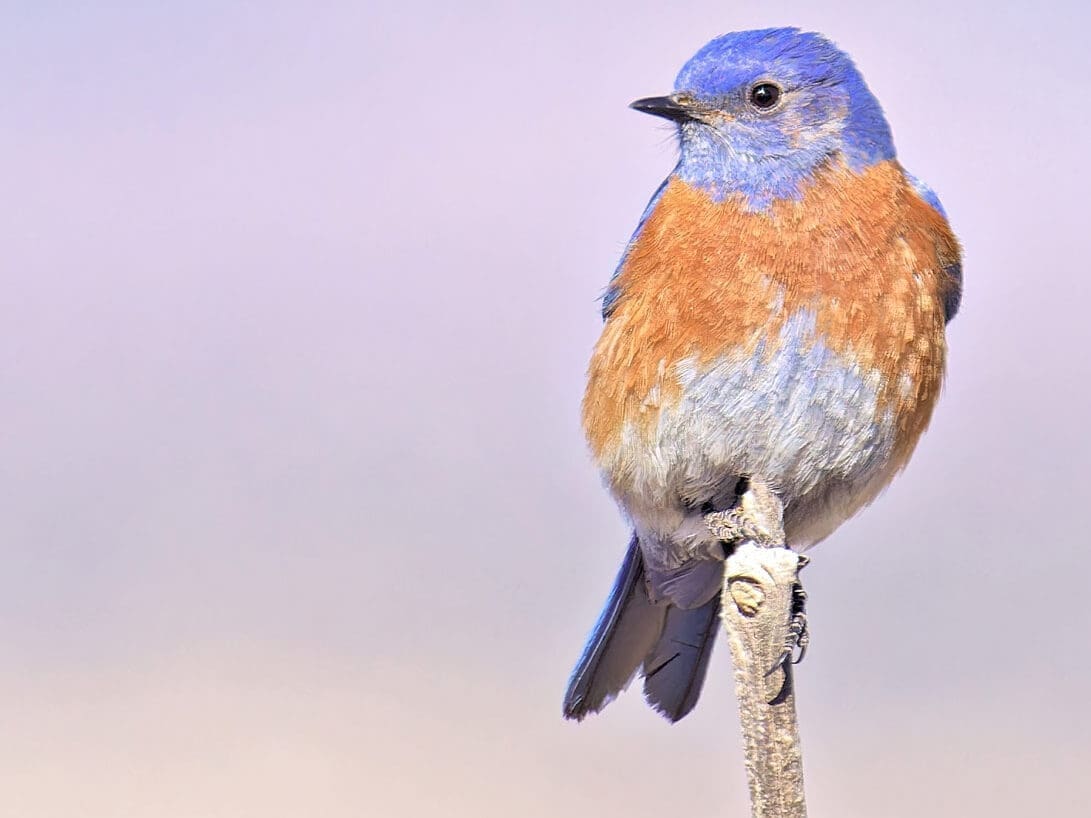 Results – Great Backyard Bird Count