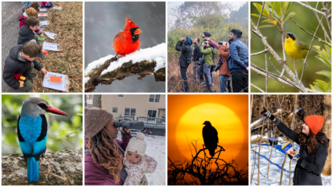 Great Backyard Bird Count – Join us each February when the world comes ...