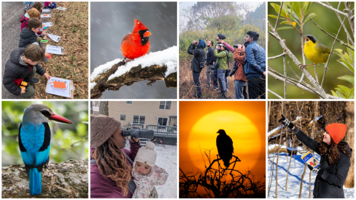 Great Backyard Bird Count – Join us each February when the world comes ...