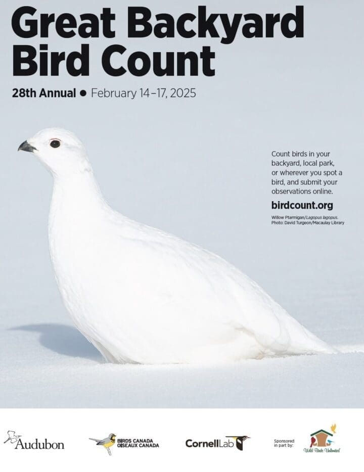 Posters – Great Backyard Bird Count
