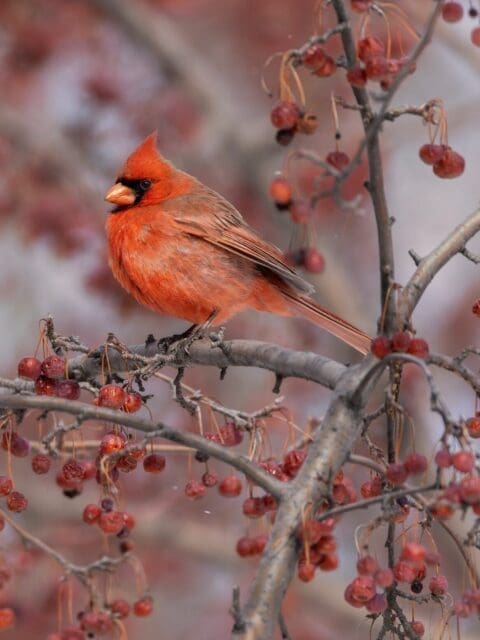 2025 Final Results – Great Backyard Bird Count