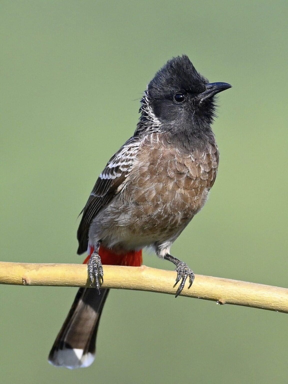 2025 Final Results – Great Backyard Bird Count