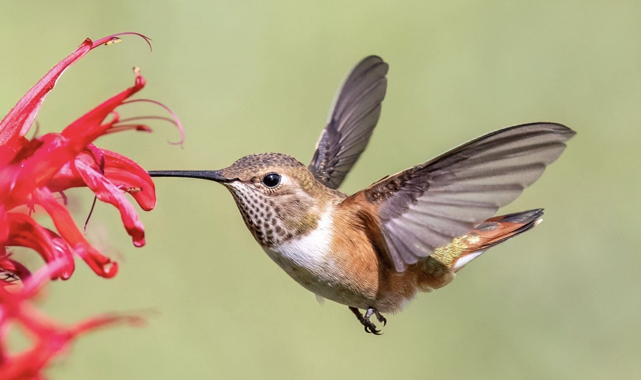 Garden for Birds – Great Backyard Bird Count