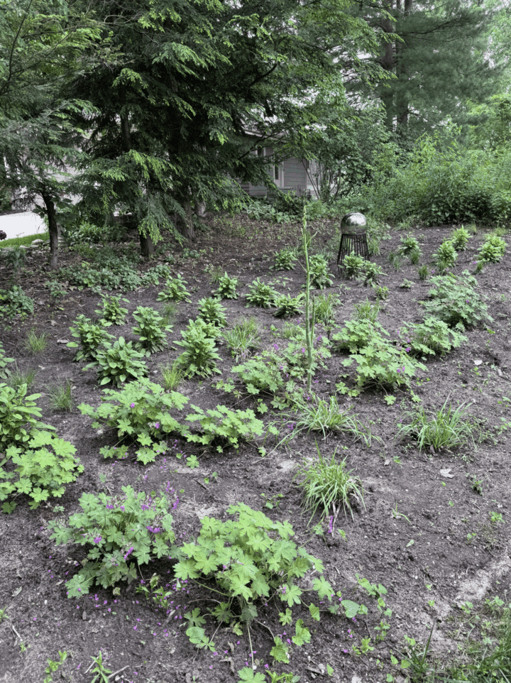 Indiana 2025 – Great Backyard Bird Count