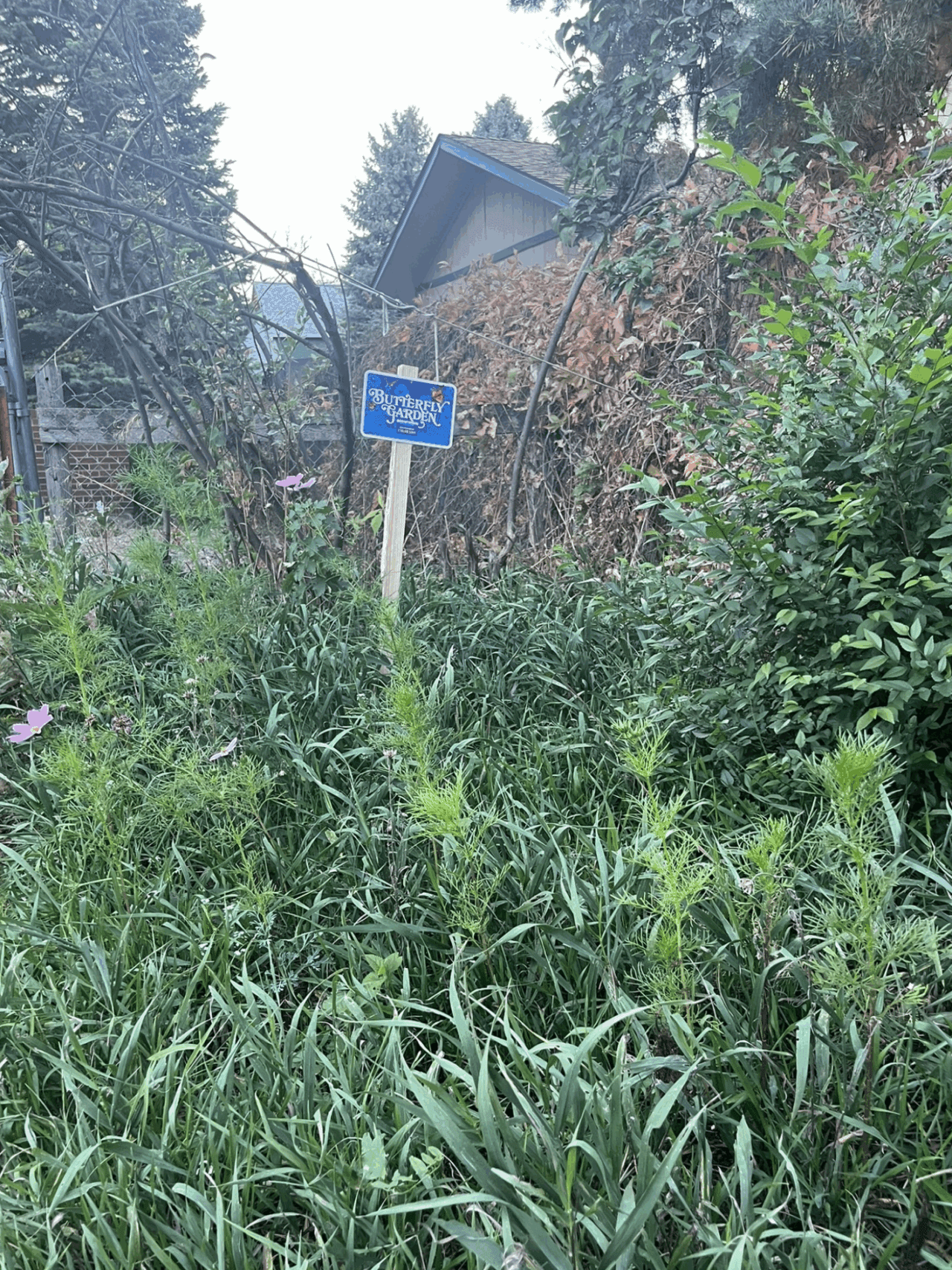 Colorado 2025 – Great Backyard Bird Count