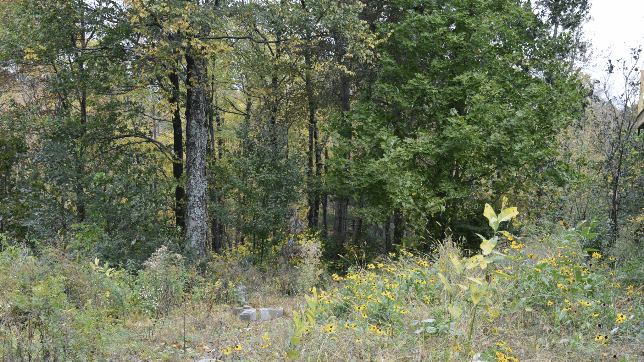 Massachusetts 2025 – Great Backyard Bird Count