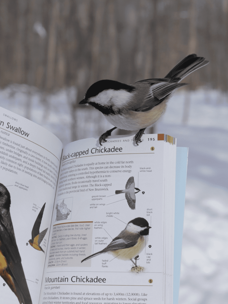 2026 Final Results – Great Backyard Bird Count